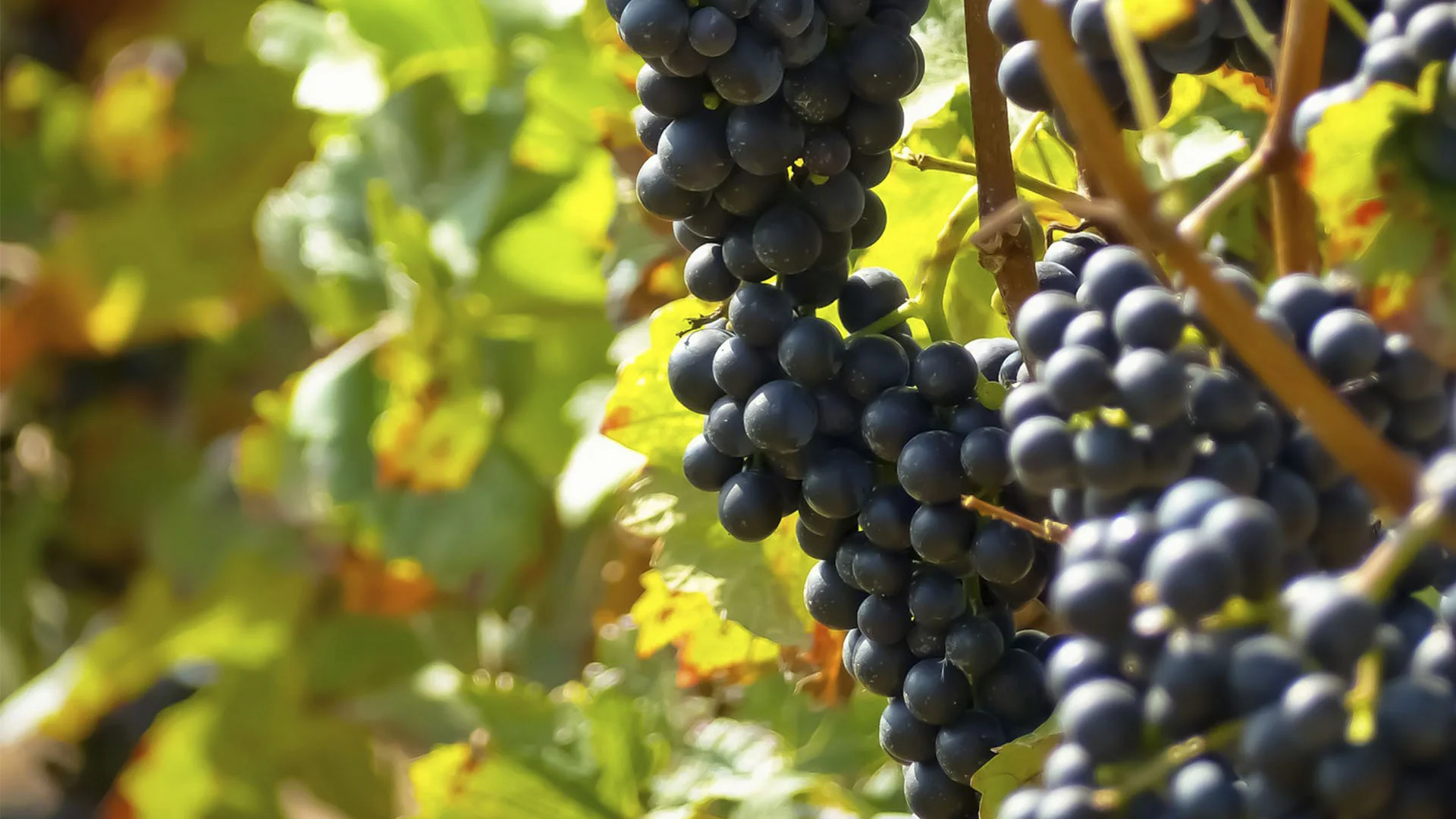 Discover the Vermentino Grape Varietal: Everything You Need to Know